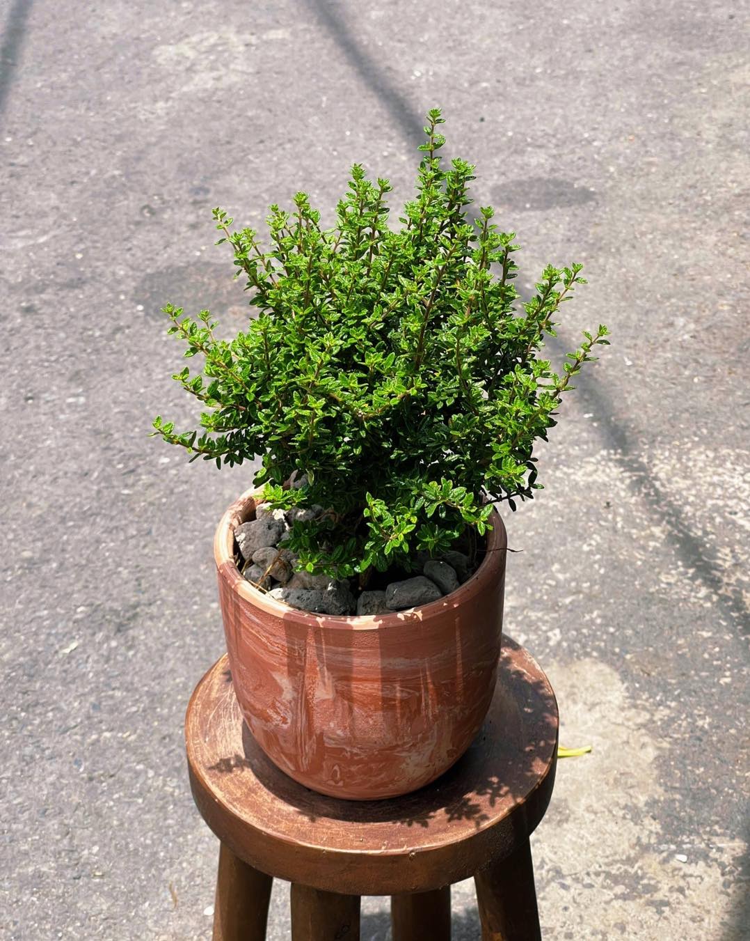 Hàm Hương - Hương Thơm Thanh Mát & Ngọt Lành - Là Cây Concept